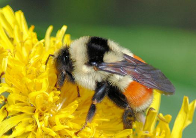 Protect Oregon's bees and have a good time doing it! - Beyond Toxics