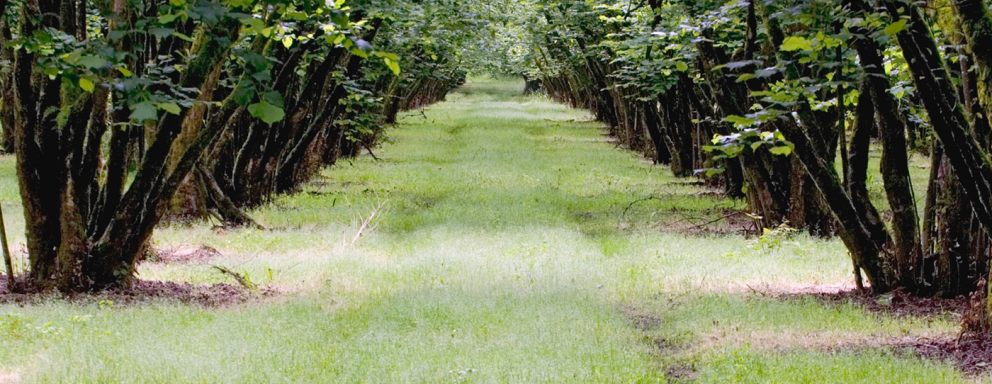 Dorris Ranch Orchard: New Season, New Start - Beyond Toxics