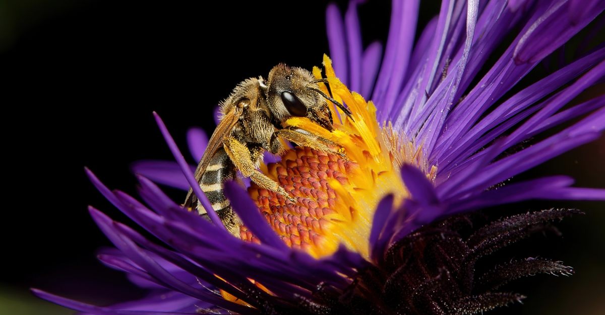 The Plight of Bees and Their Role in Food Security - Beyond Toxics