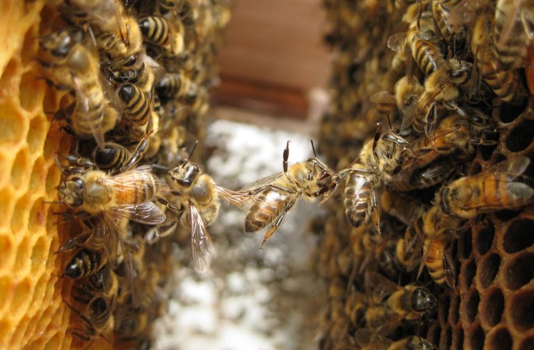 The Plight of Bees and Their Role in Food Security - Beyond Toxics