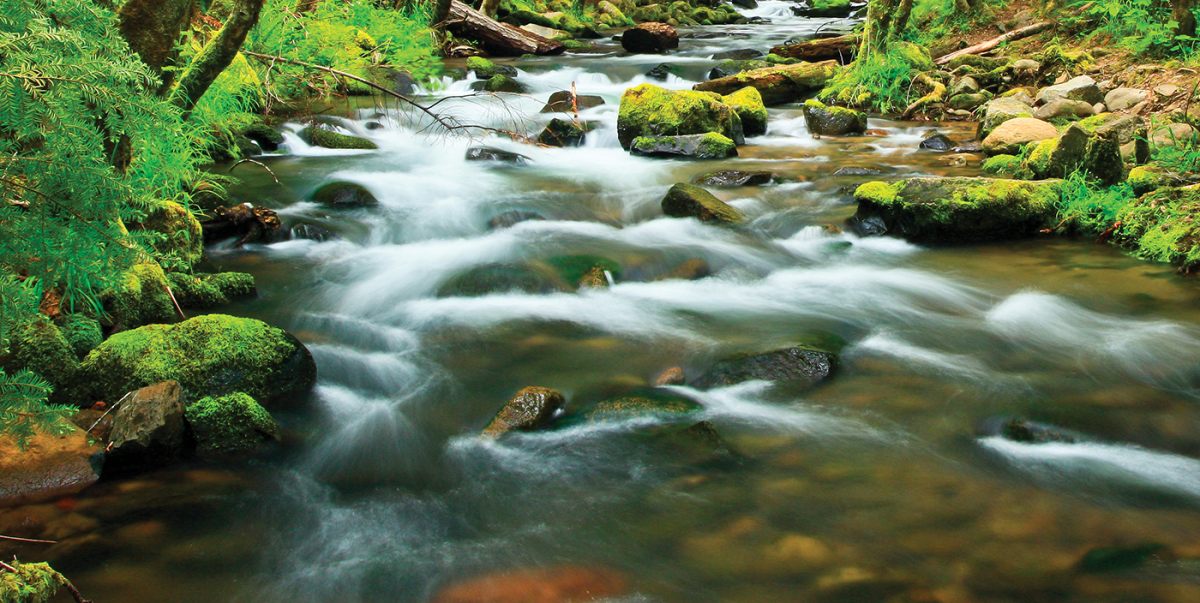 Protecting Watersheds in Oregon's State Forests - Beyond Toxics