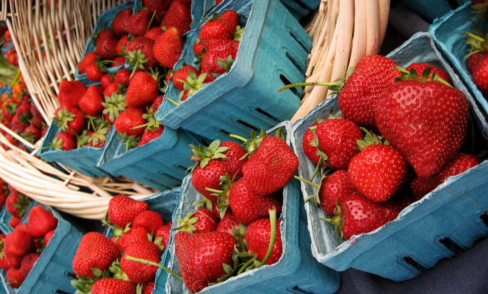 The Plight of Bees and Their Role in Food Security - Beyond Toxics