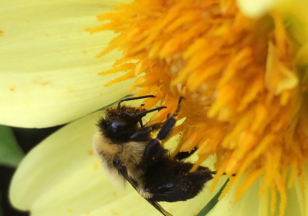 Index of /wp-content/uploads/post/get-da-bees/